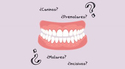 Nombres de los dientes: descubre su número y función