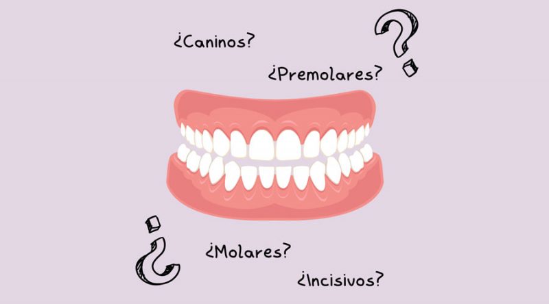 Nombres de los dientes: descubre su número y función