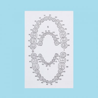 Nombres de los dientes: descubre su número y función