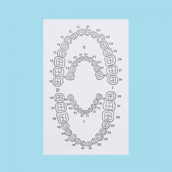 Nombres de los dientes: descubre su número y función